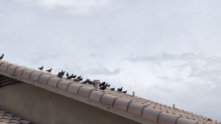 Our Pigeon Control Process at Pigeonpros in Phoenix Arizona