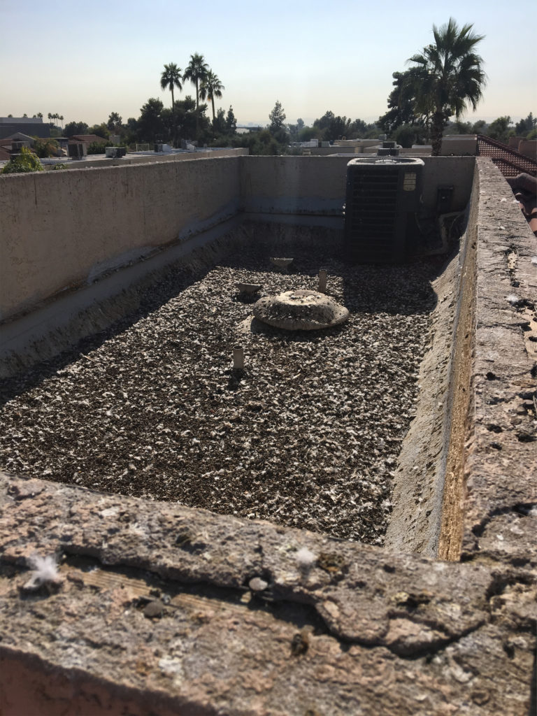 Our Pigeon Control Blog | Learn more about Pigeon Control here